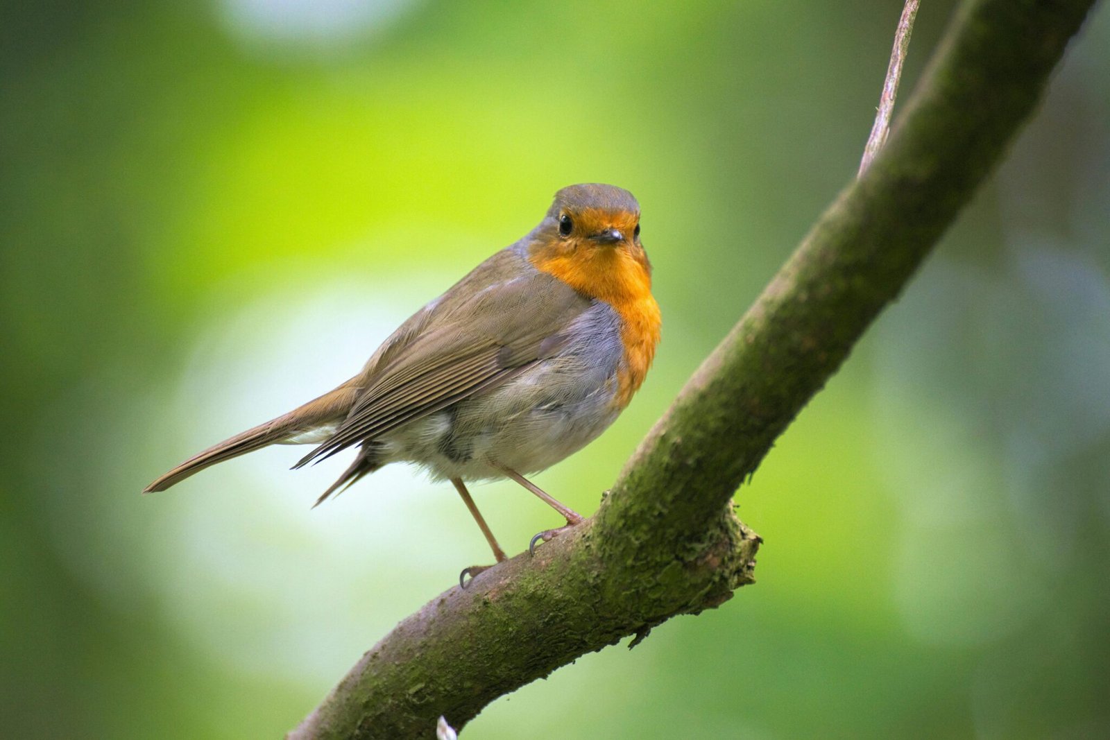 5 Amazing Secrets of the Animal Language: How They Talk, Feel & Connect