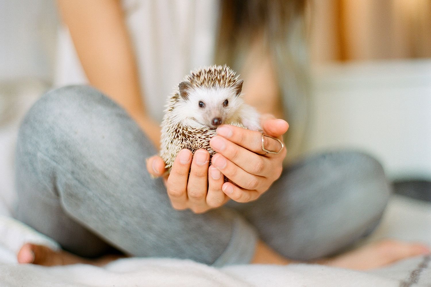 Exotic Pets You Can Legally Own in the USA-State-by-State Guide 2026 ...